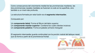 cabeza y cuello embriologia primero.pptx