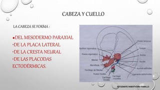 Cabeza y Cuello Exposicion Embriologia Grupo11 (1).pptx