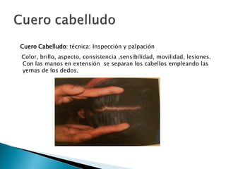 Cabeza y cuero cabelludo V y VII pares Craneales | PDF