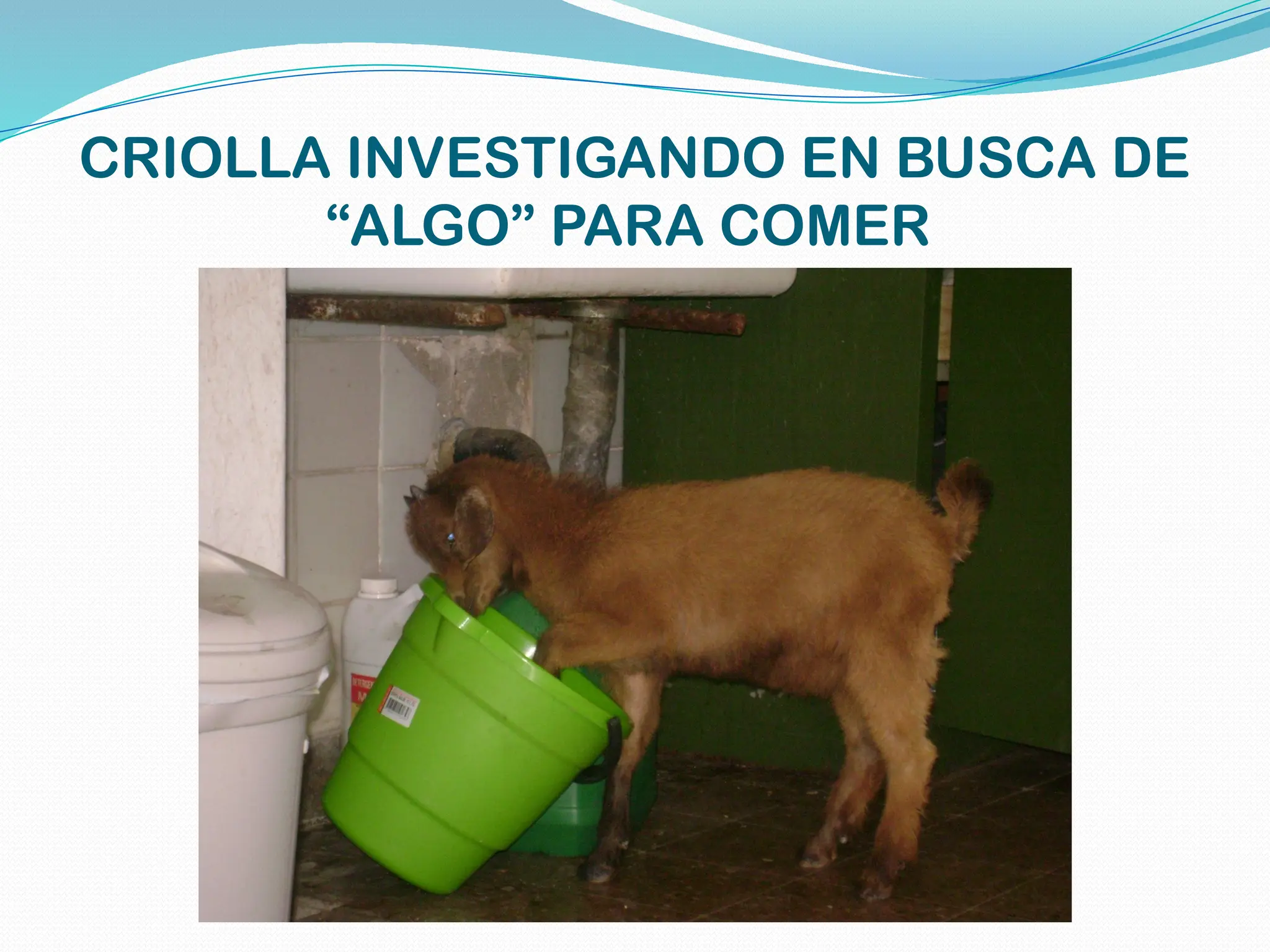 CABRAS - razas de cabras y su origen para estudio | PPT