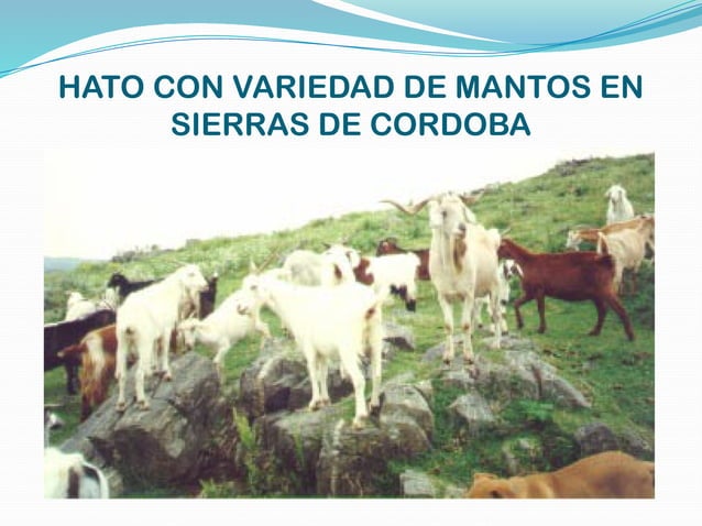CABRAS - razas de cabras y su origen para estudio | PPT