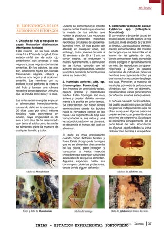 cacao.pdf