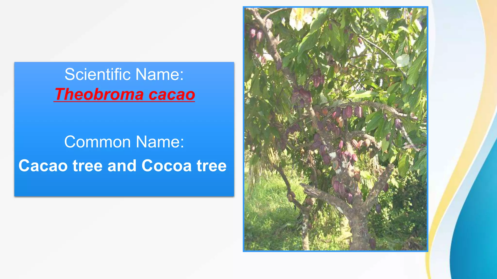 Cacao varieties and its climatic requirements | PPTX