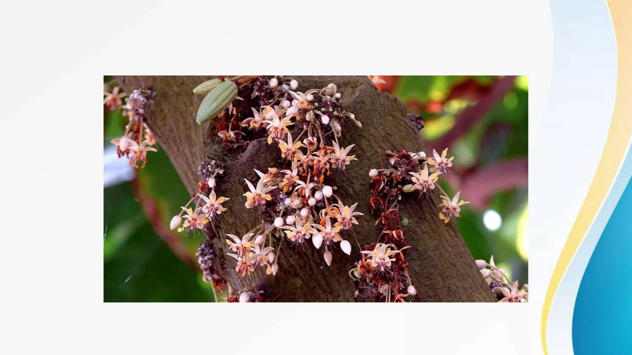 Cacao varieties and its climatic requirements | PPTX