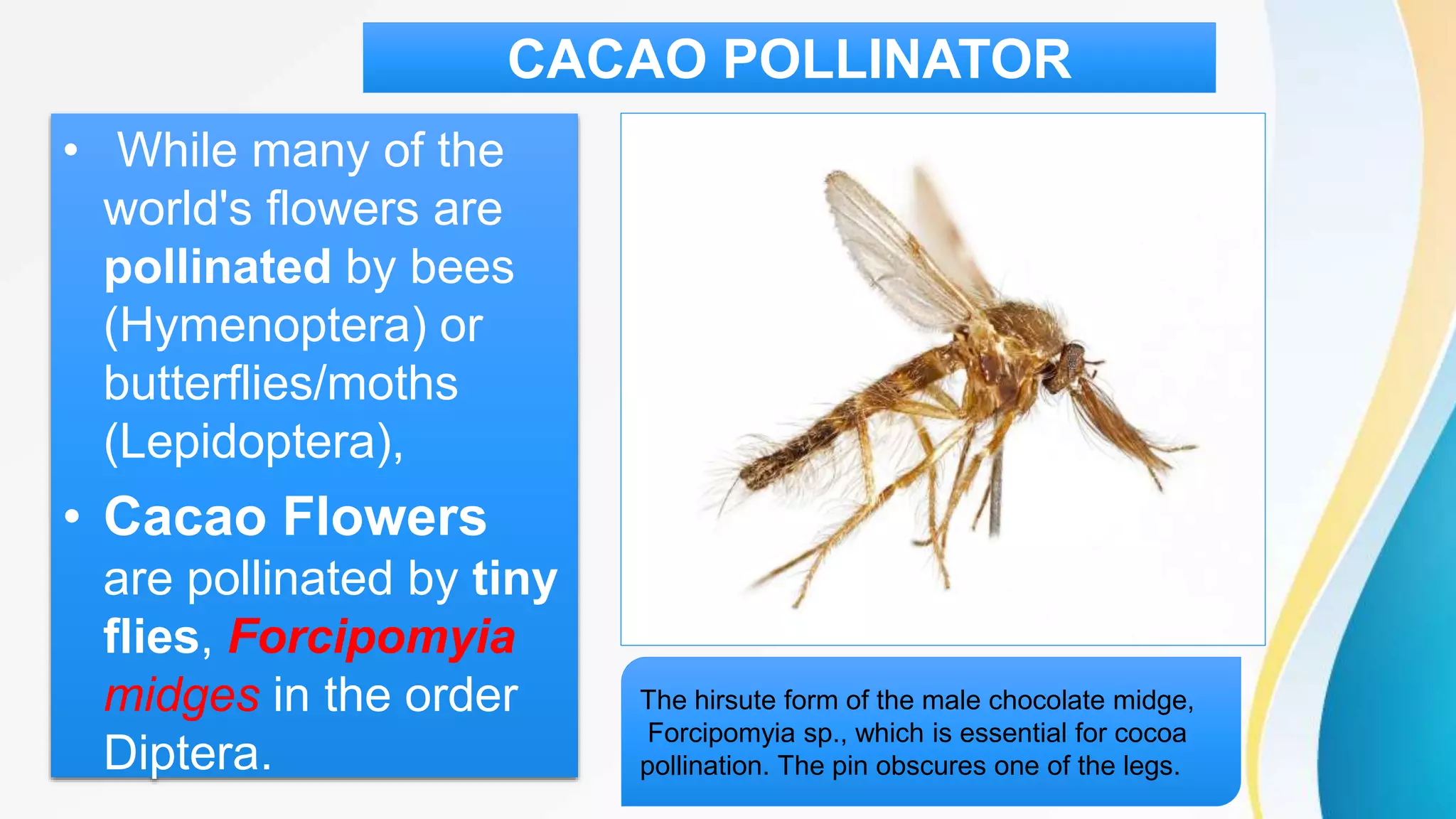 Cacao varieties and its climatic requirements | PPTX