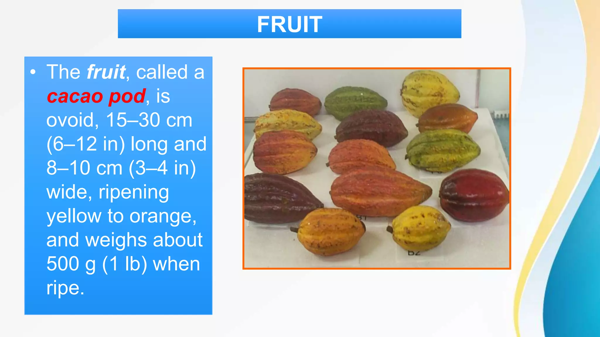 Cacao varieties and its climatic requirements | PPTX