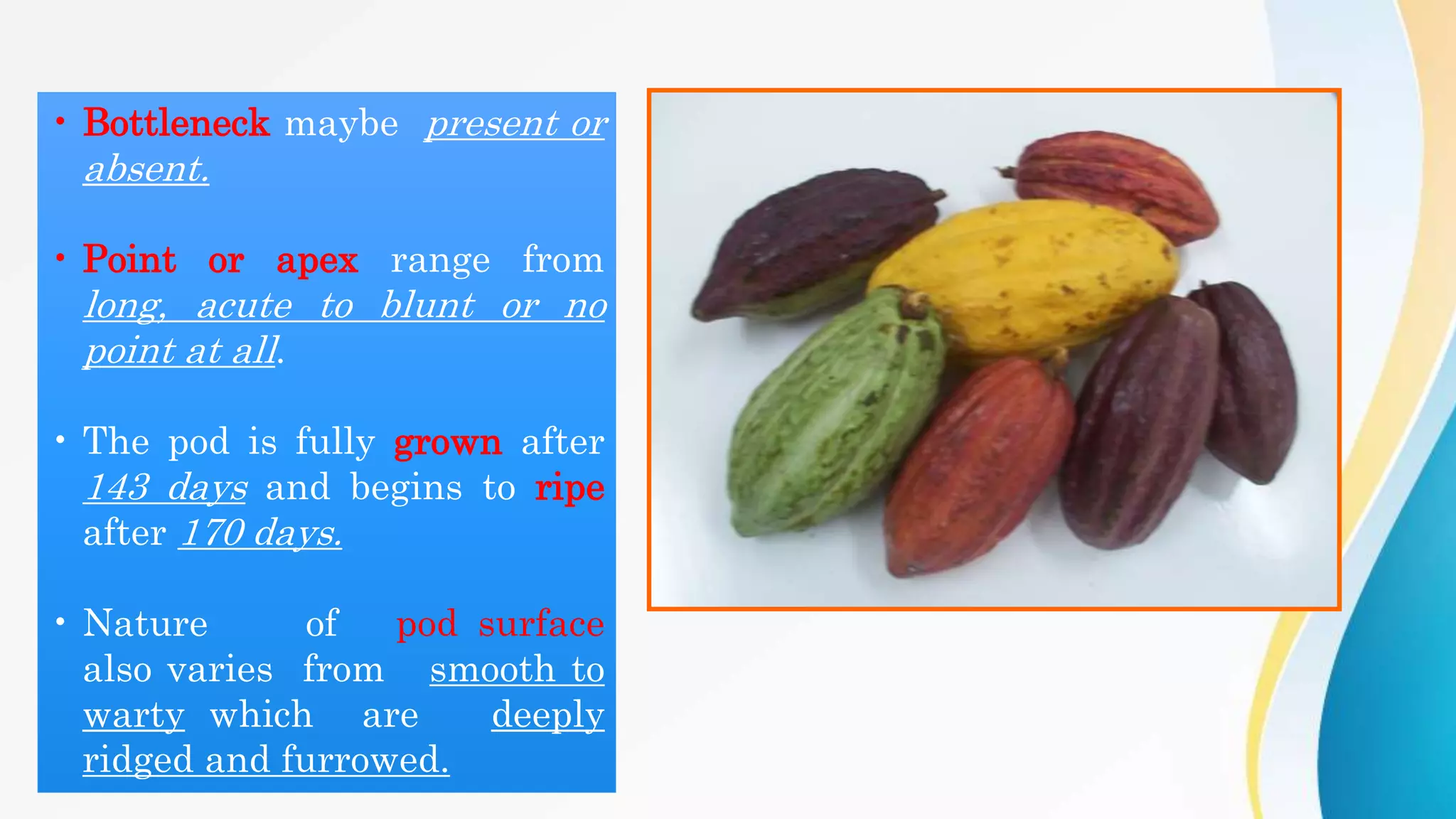 Cacao varieties and its climatic requirements | PPTX