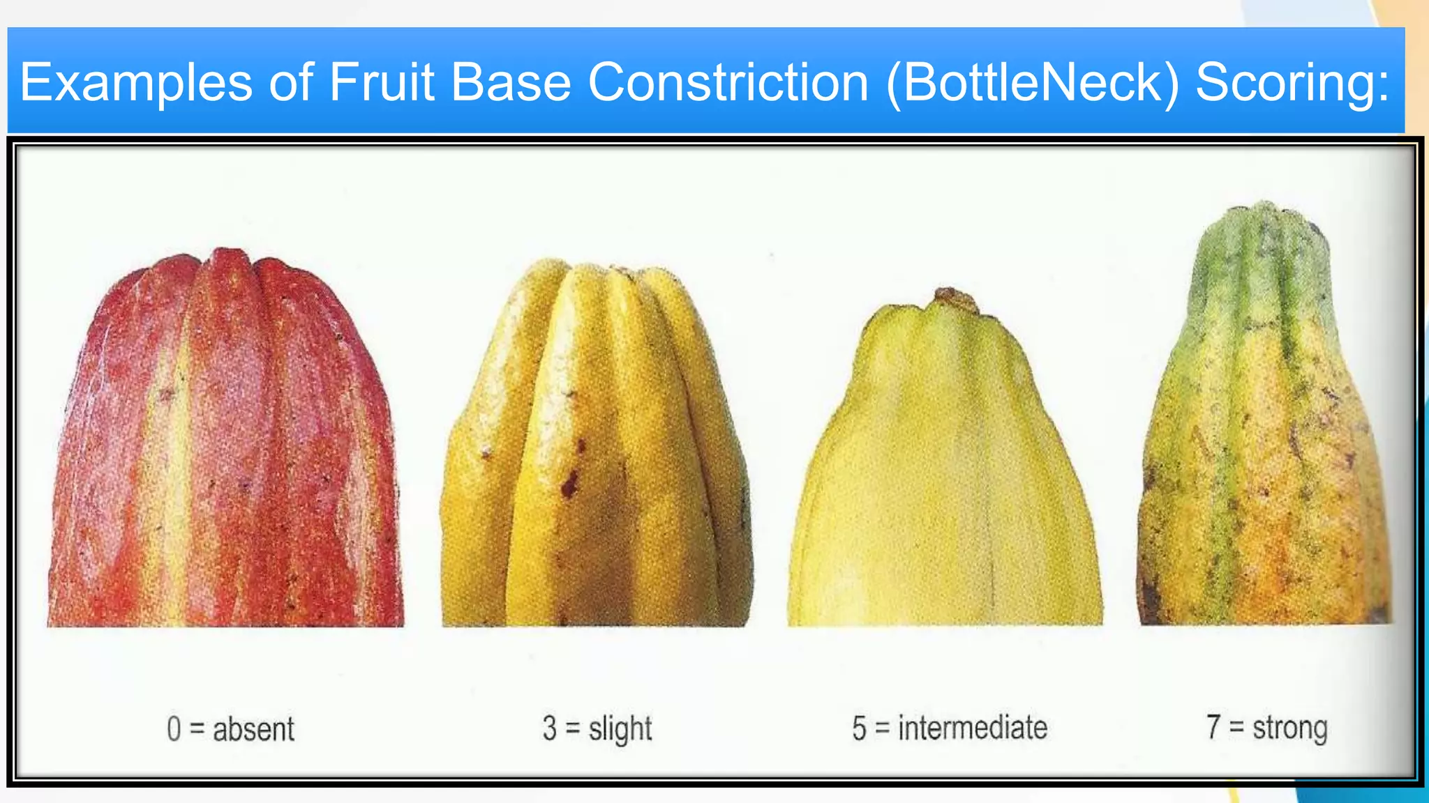 Cacao varieties and its climatic requirements | PPTX