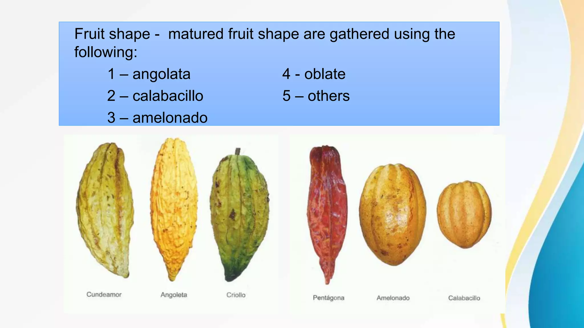 Cacao varieties and its climatic requirements | PPTX