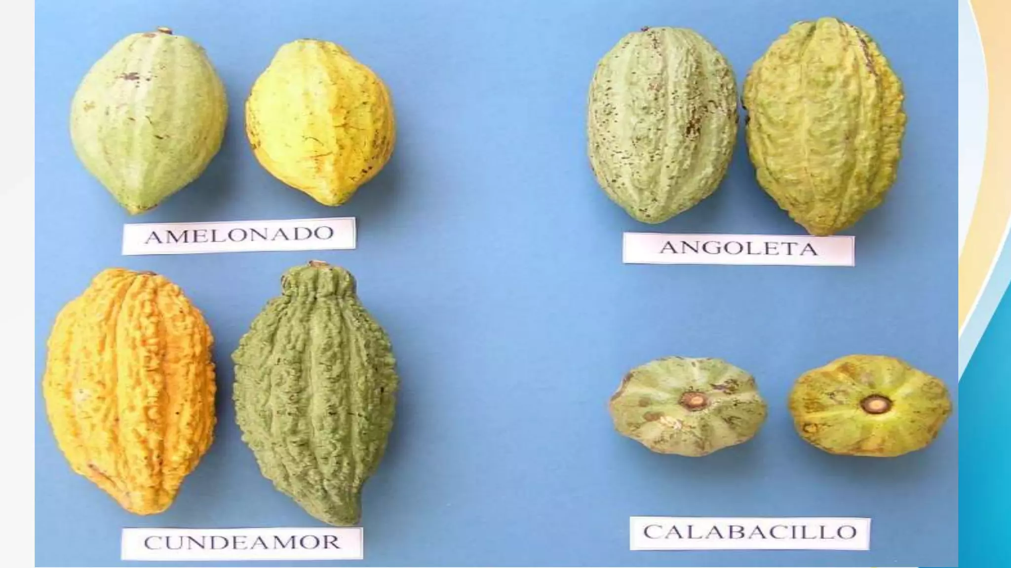 Cacao varieties and its climatic requirements | PPTX