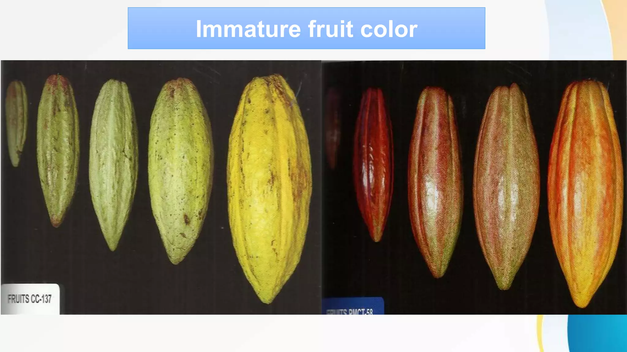 Cacao varieties and its climatic requirements | PPTX