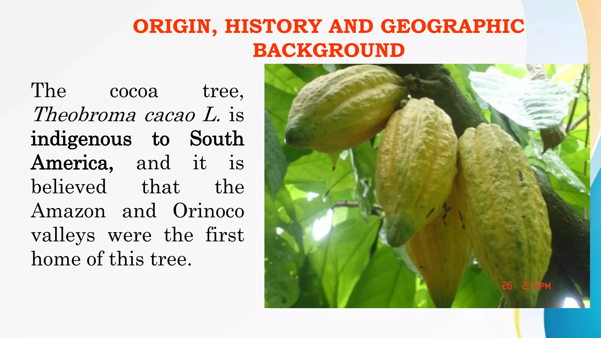Cacao varieties and its climatic requirements | PPTX