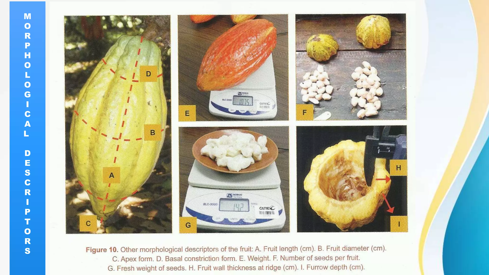 Cacao varieties and its climatic requirements | PPTX