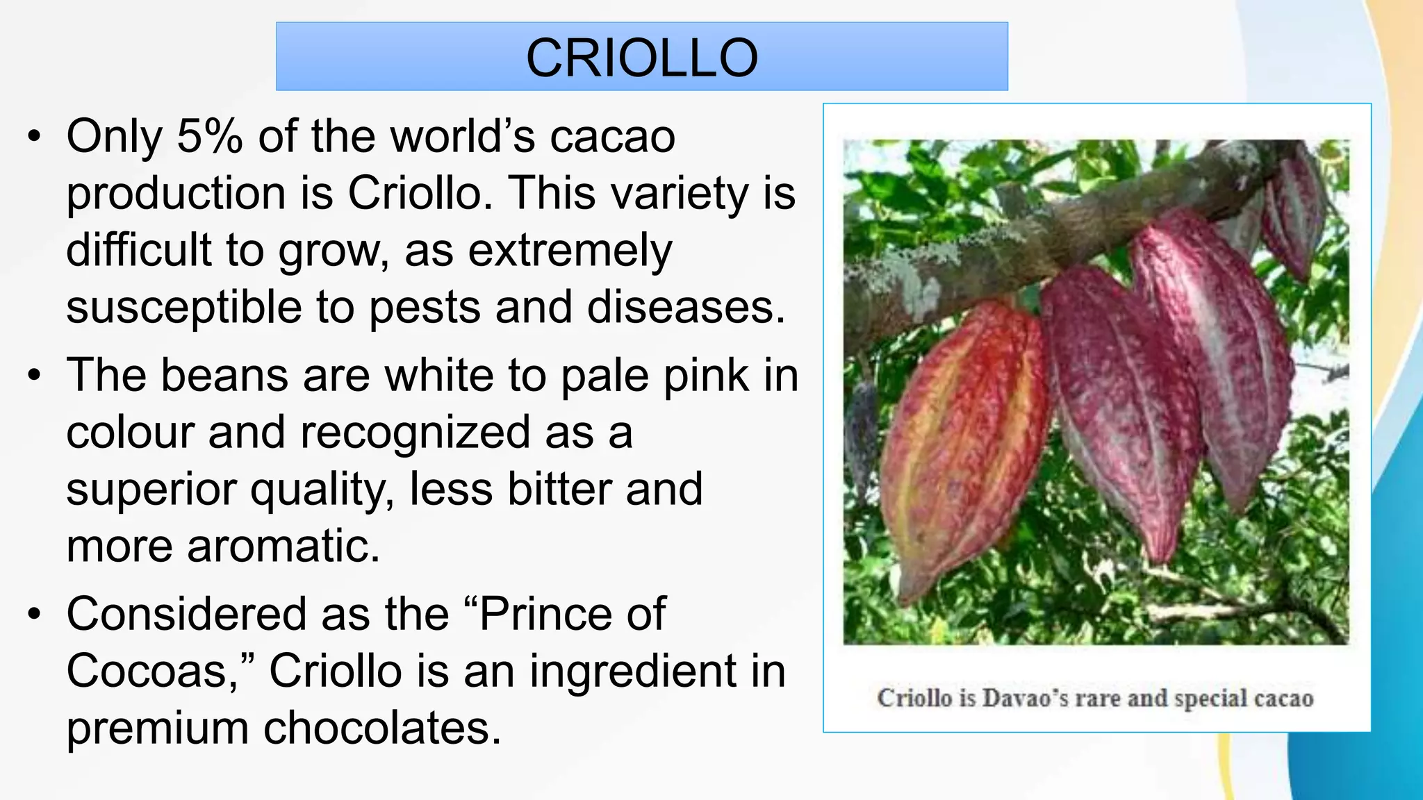 Cacao varieties and its climatic requirements | PPTX