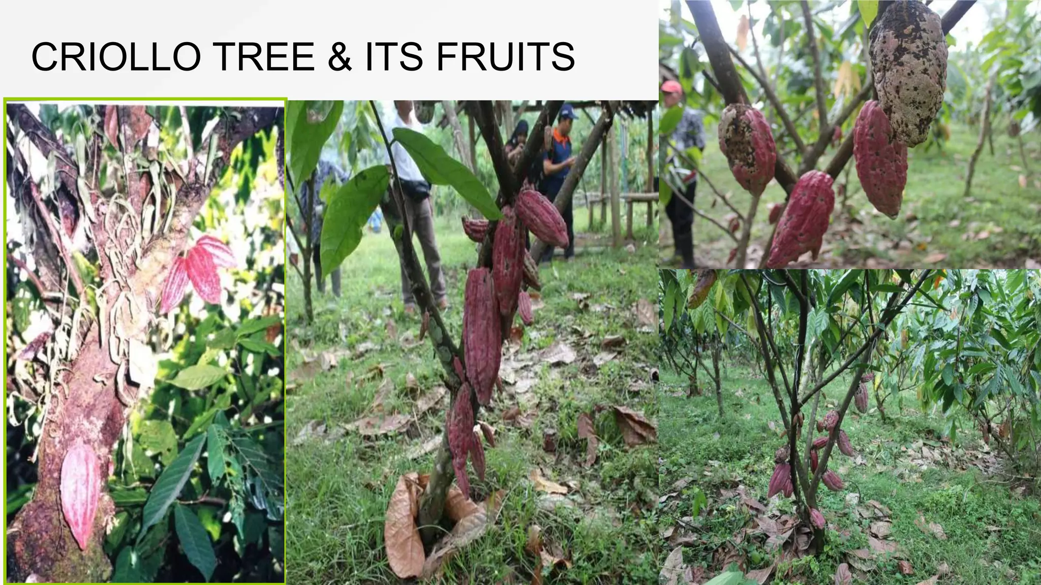 Cacao varieties and its climatic requirements | PPTX