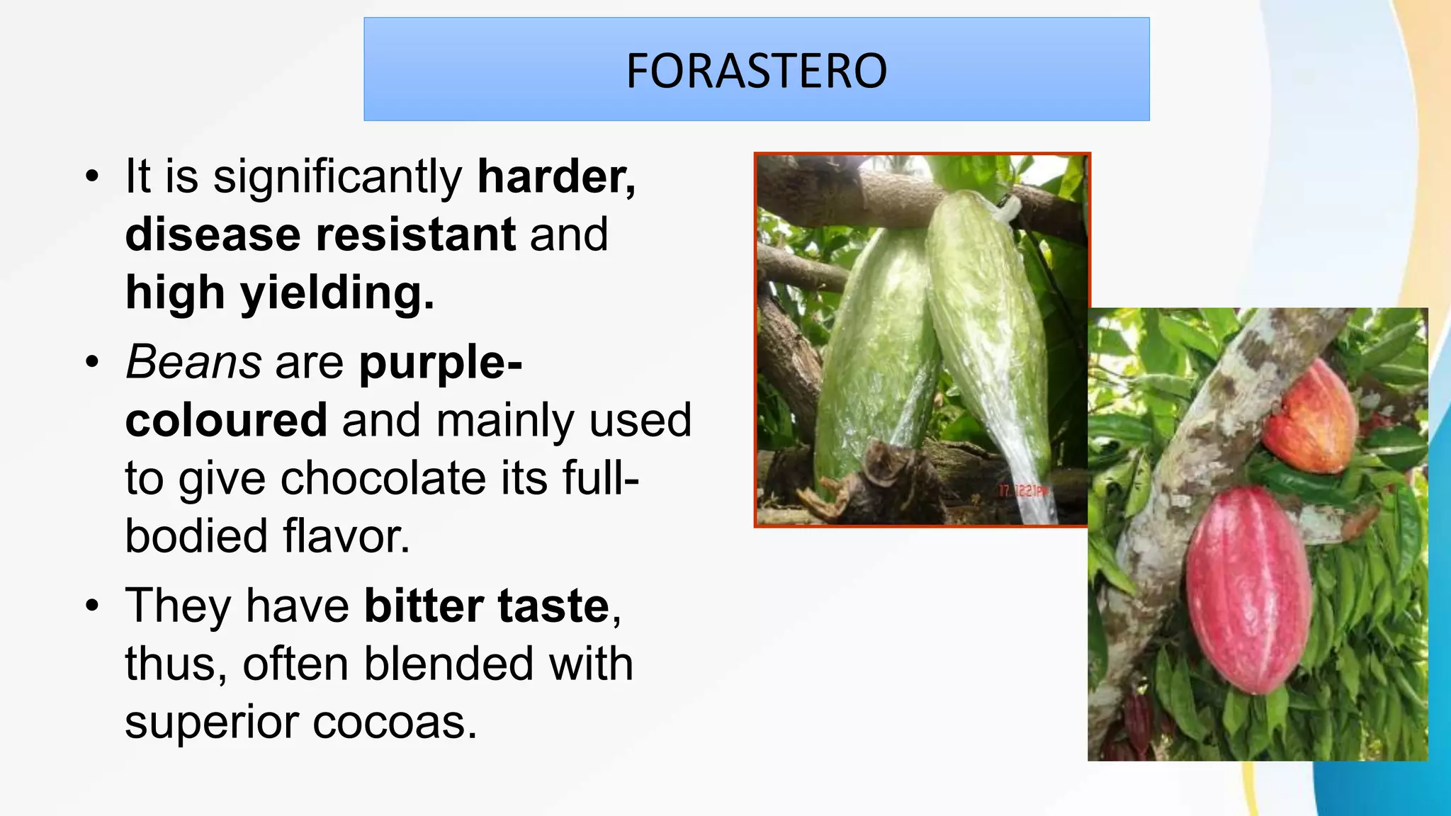 Cacao varieties and its climatic requirements | PPTX