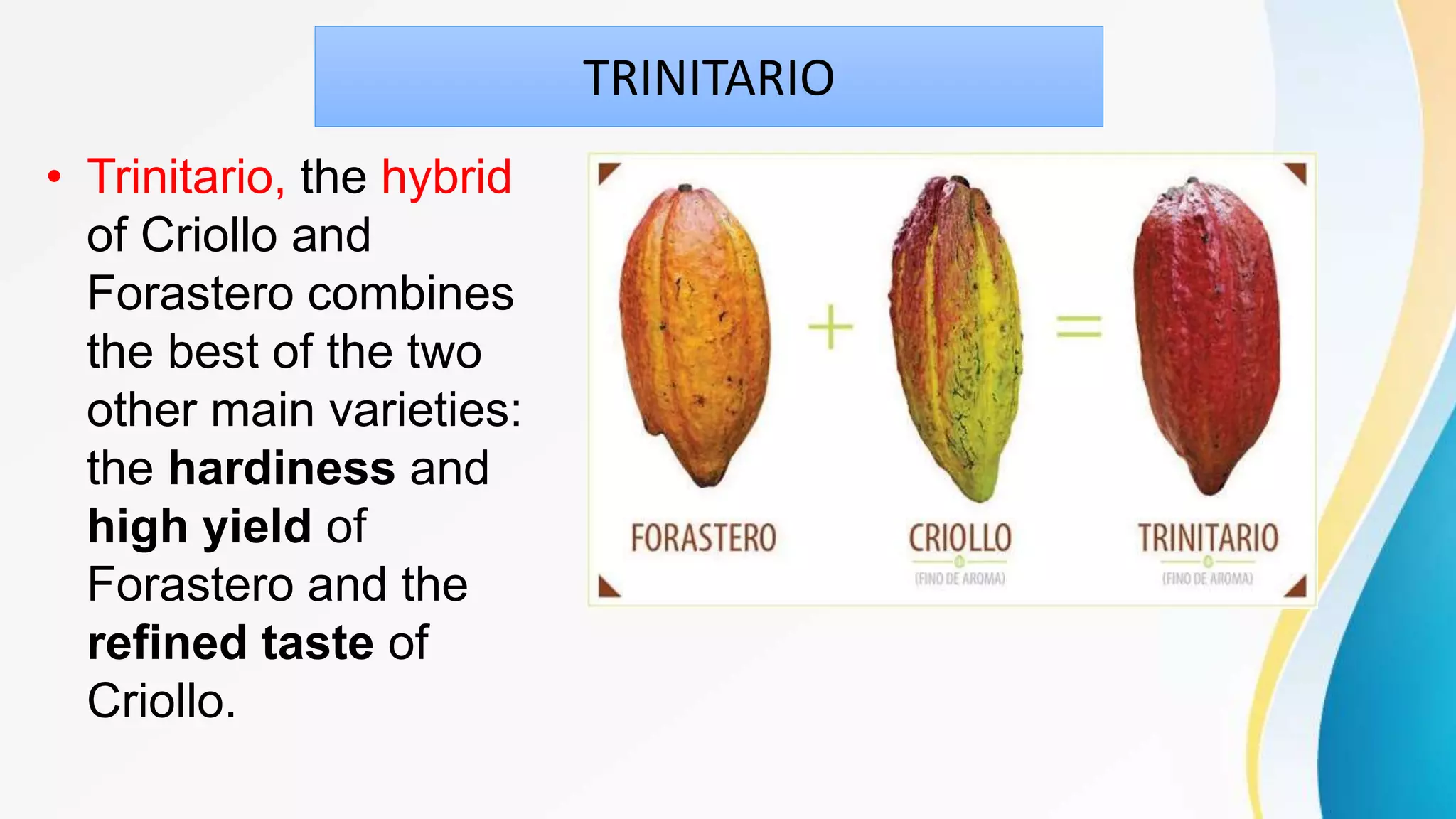 Cacao varieties and its climatic requirements | PPTX