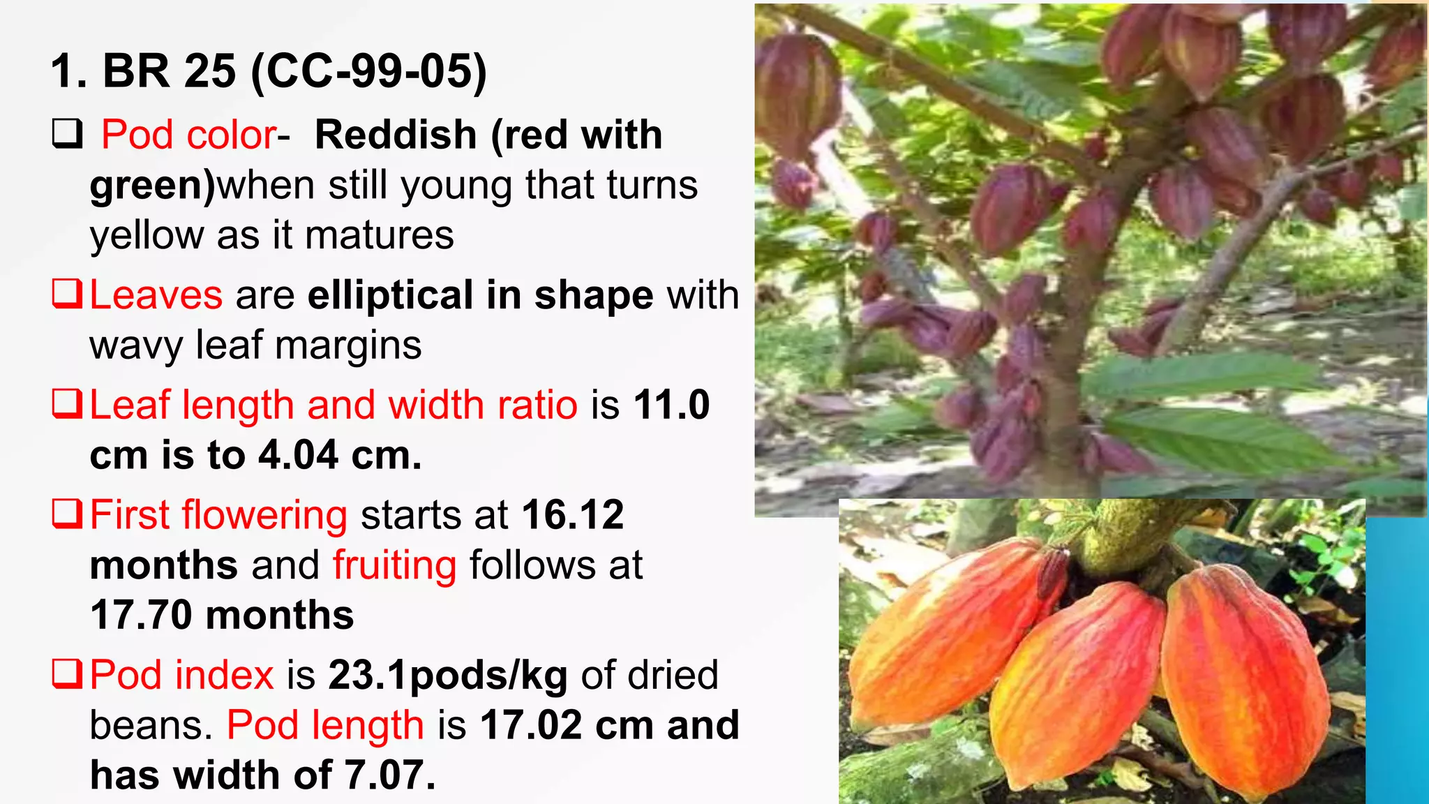 Cacao varieties and its climatic requirements | PPTX