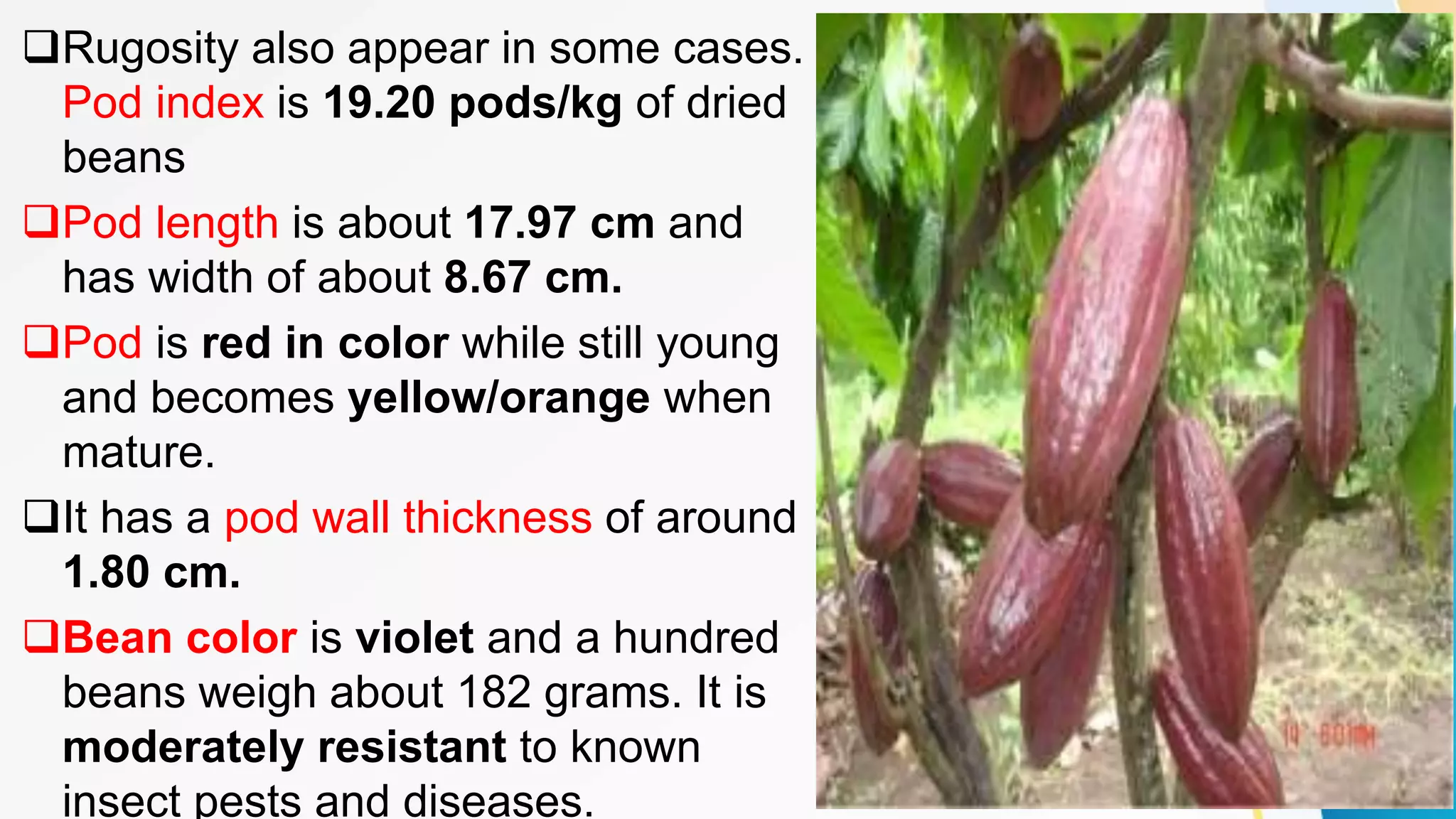 Cacao varieties and its climatic requirements | PPTX