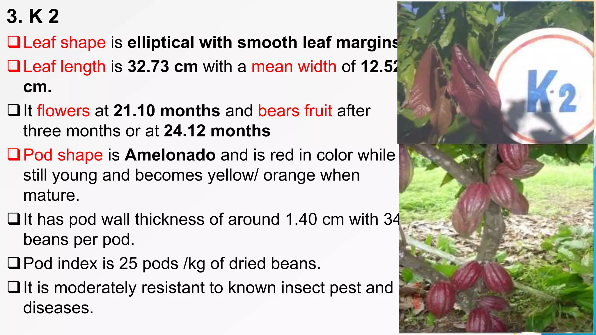 Cacao varieties and its climatic requirements | PPTX