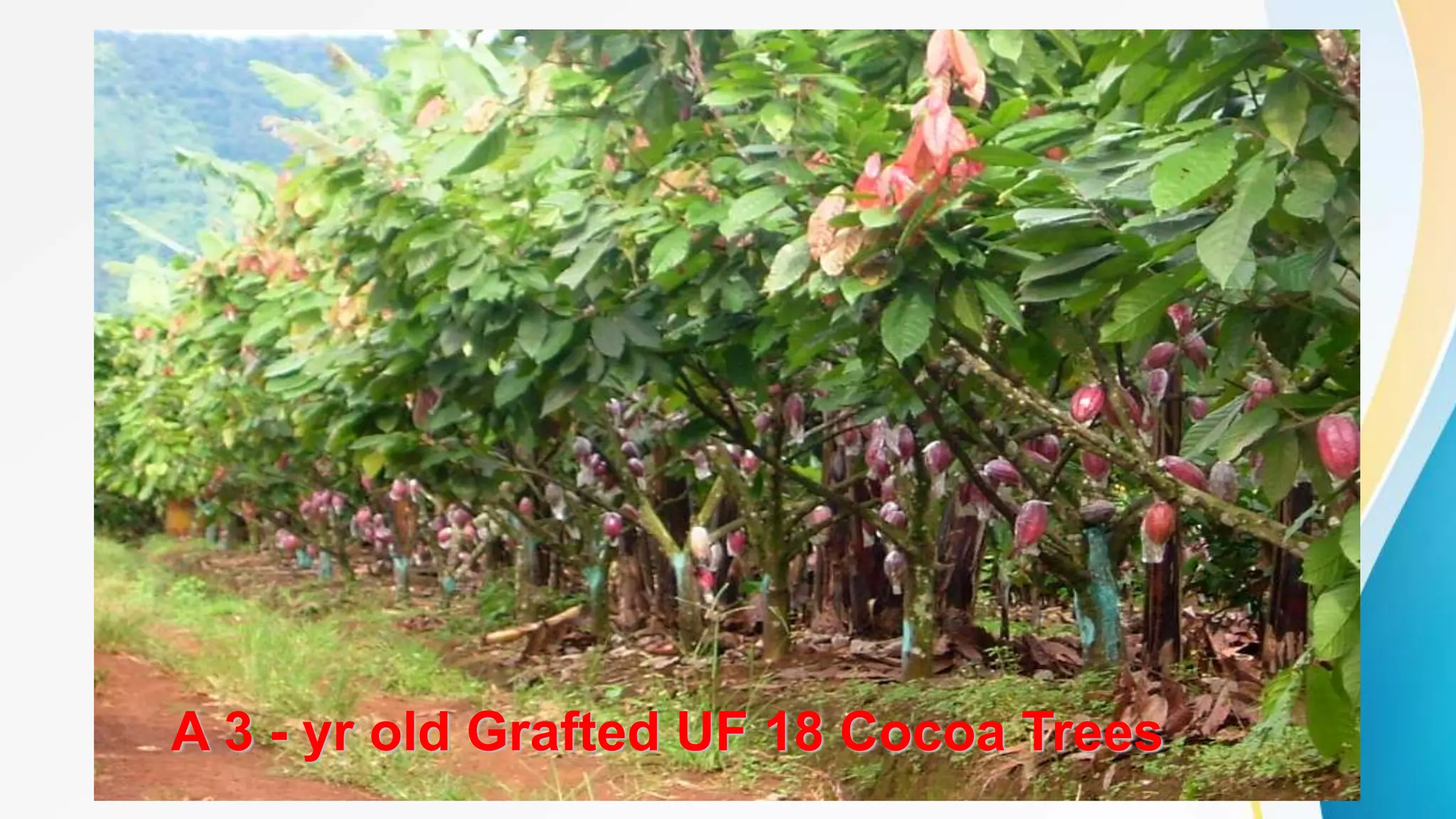 Cacao varieties and its climatic requirements | PPTX