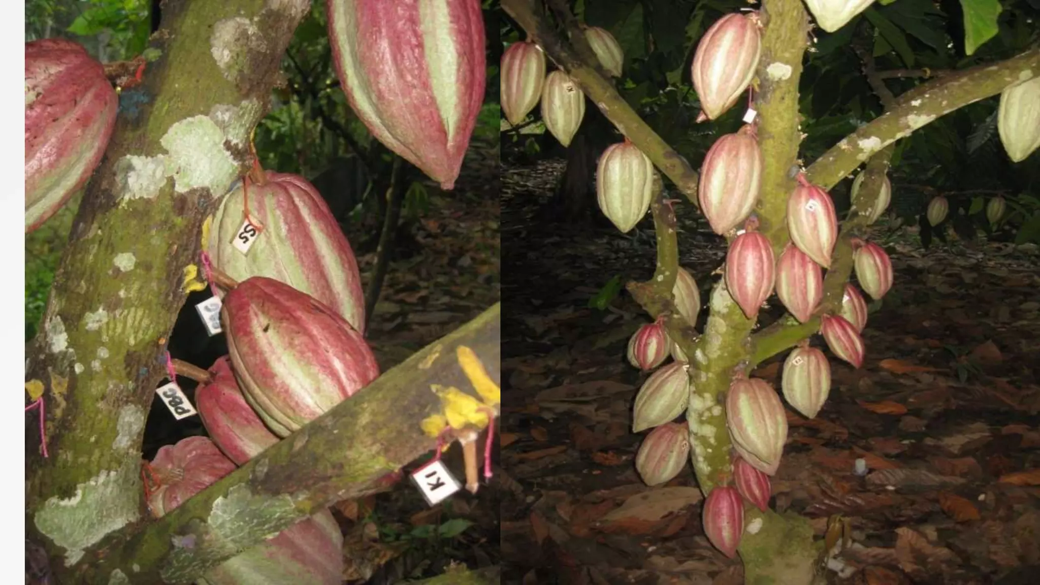 Cacao varieties and its climatic requirements | PPTX