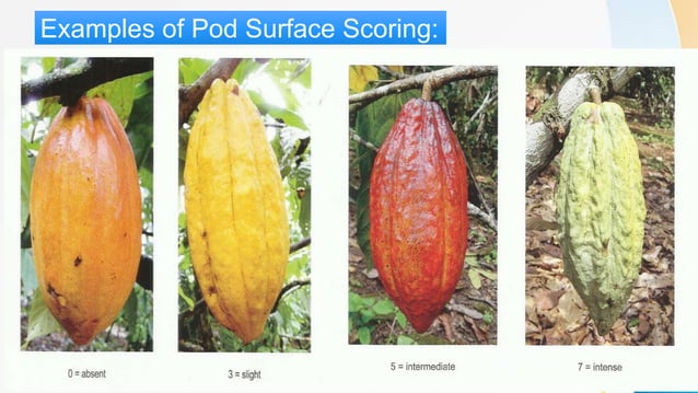 Cacao varieties and its climatic requirements | PPTX