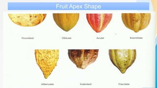Cacao varieties and its climatic requirements | PPTX
