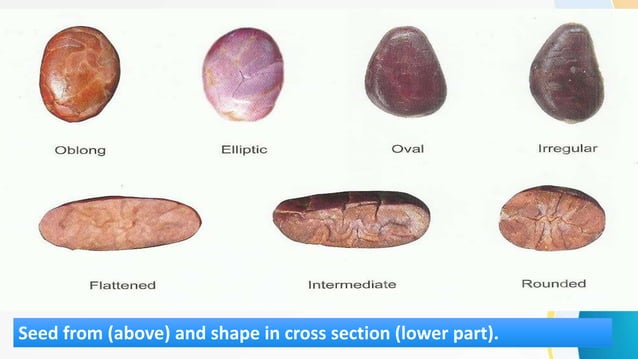 Cacao varieties and its climatic requirements | PPTX