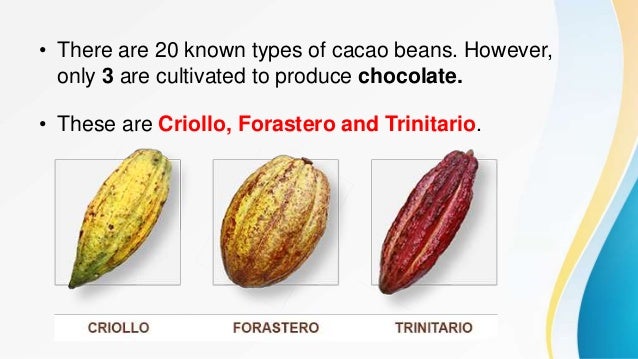 Cacao varieties and its climatic requirements