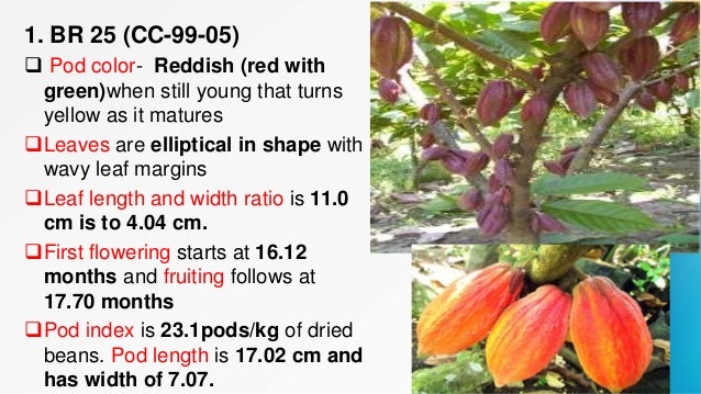 Cacao varieties and its climatic requirements