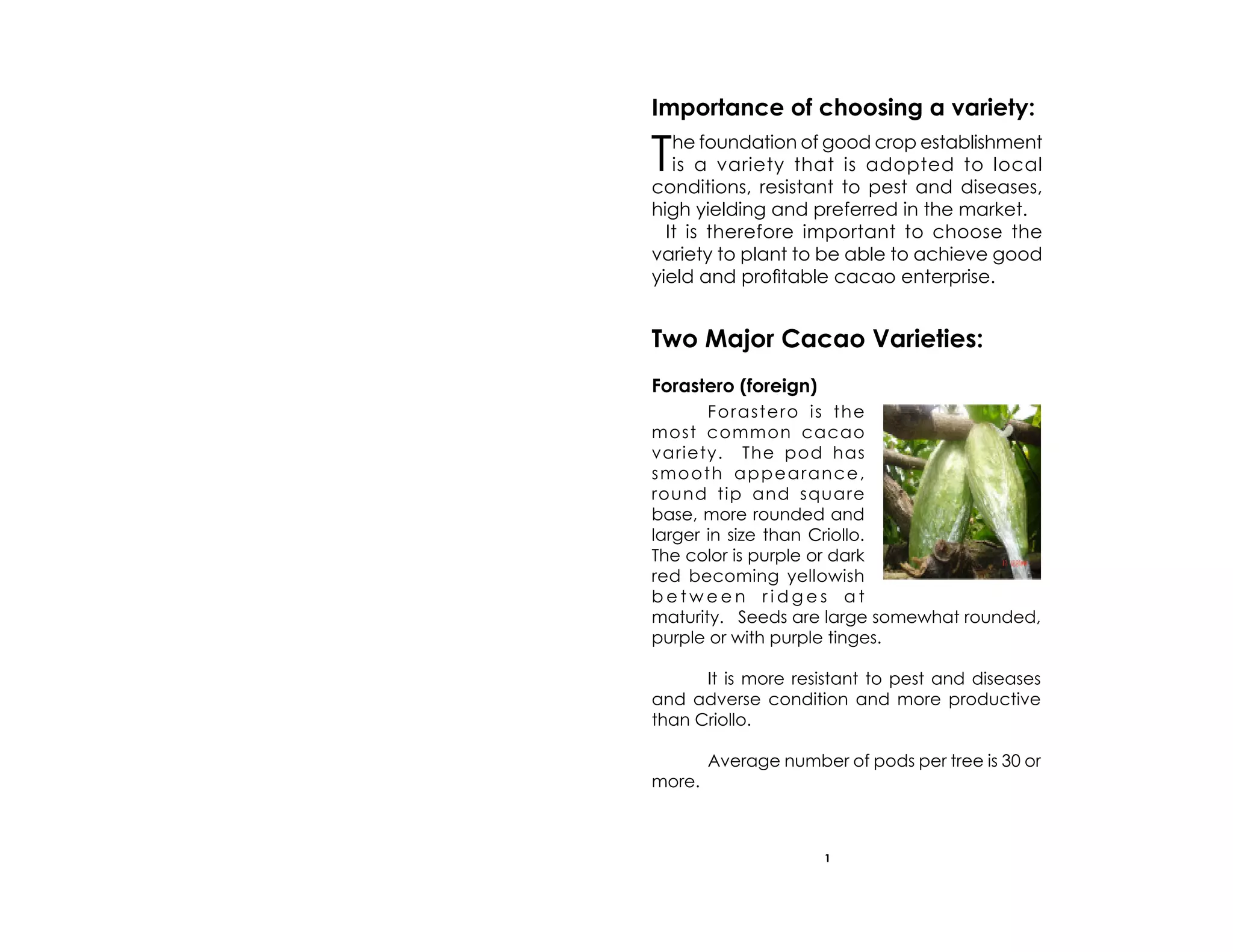 Cacao Varieties and Production | PDF