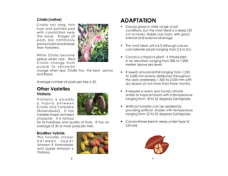 Cacao Varieties and Production | PDF