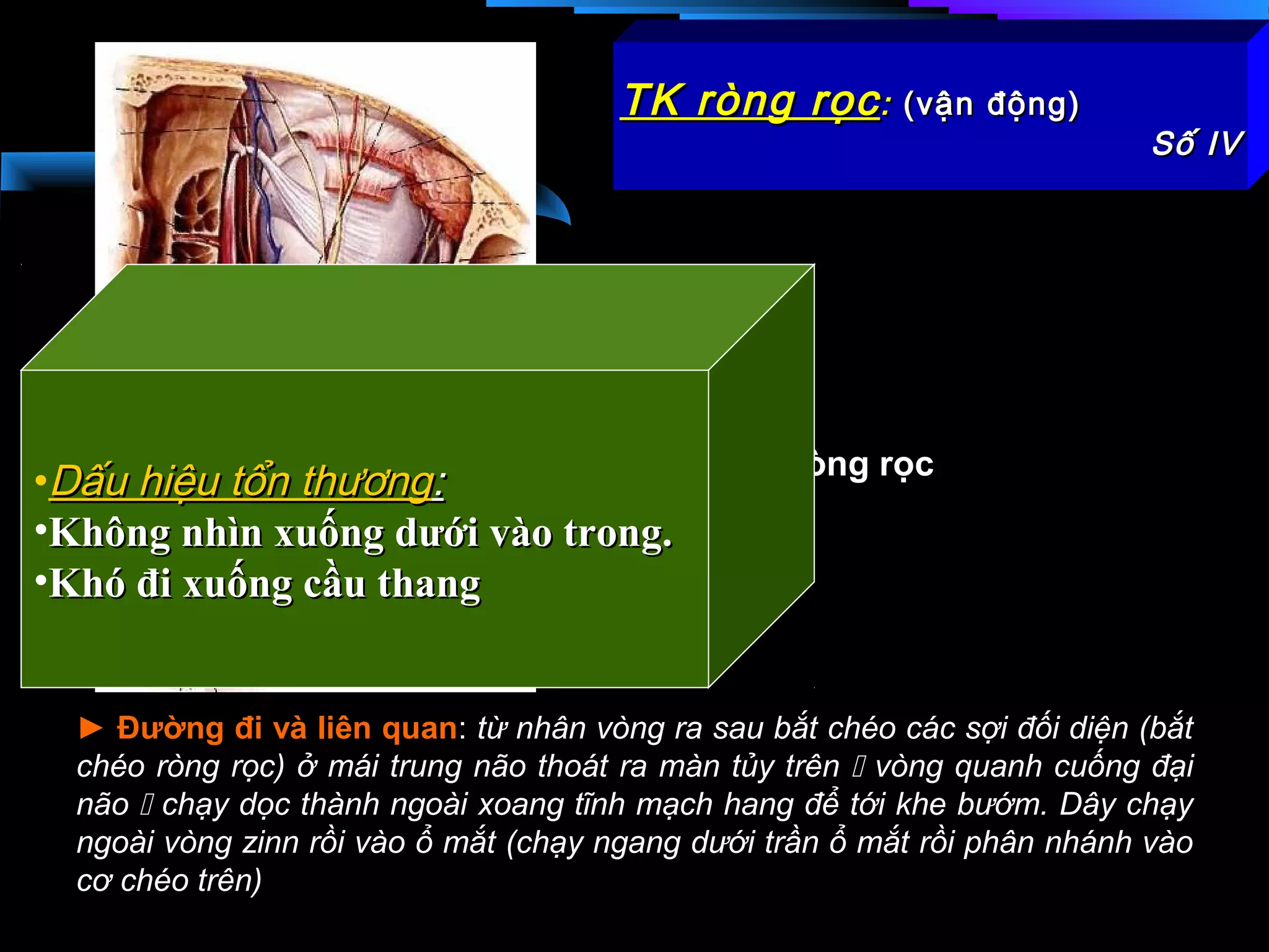 GIẢI PHẪU DÂY THẦN KINH SỌ | PPS