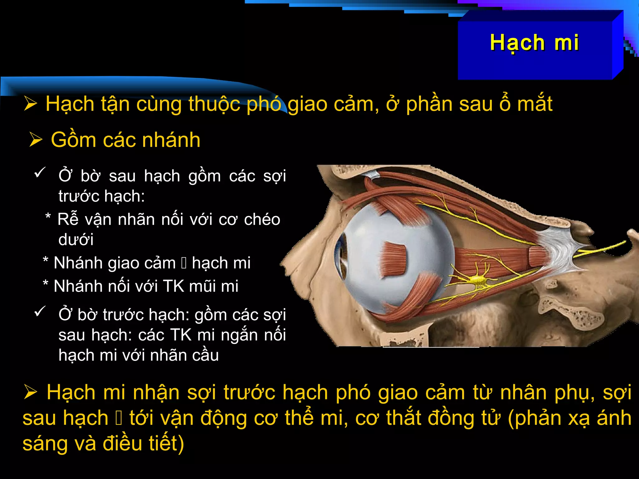 GIẢI PHẪU DÂY THẦN KINH SỌ | PPS