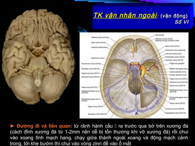 GIẢI PHẪU DÂY THẦN KINH SỌ | PPS