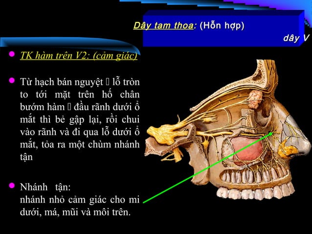 GIẢI PHẪU DÂY THẦN KINH SỌ | PPS