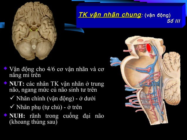 GIẢI PHẪU DÂY THẦN KINH SỌ | PPS