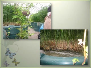 Eco-village Living at Findhorn Foundation | PPT