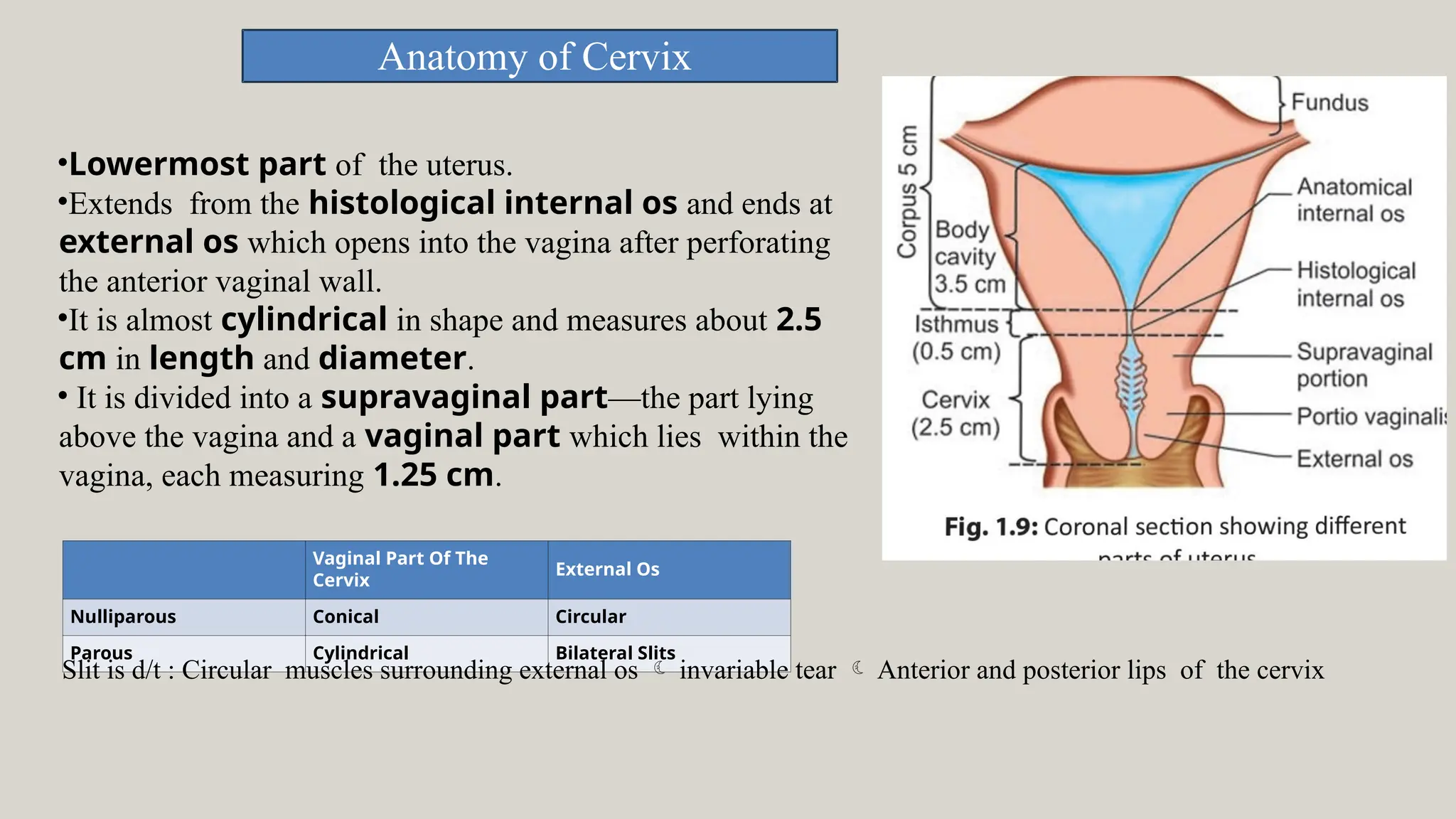 Carcinoma CERVIX - FIGO staging .......Carcinoma cervix Anatomy Lymphatic drainage ...