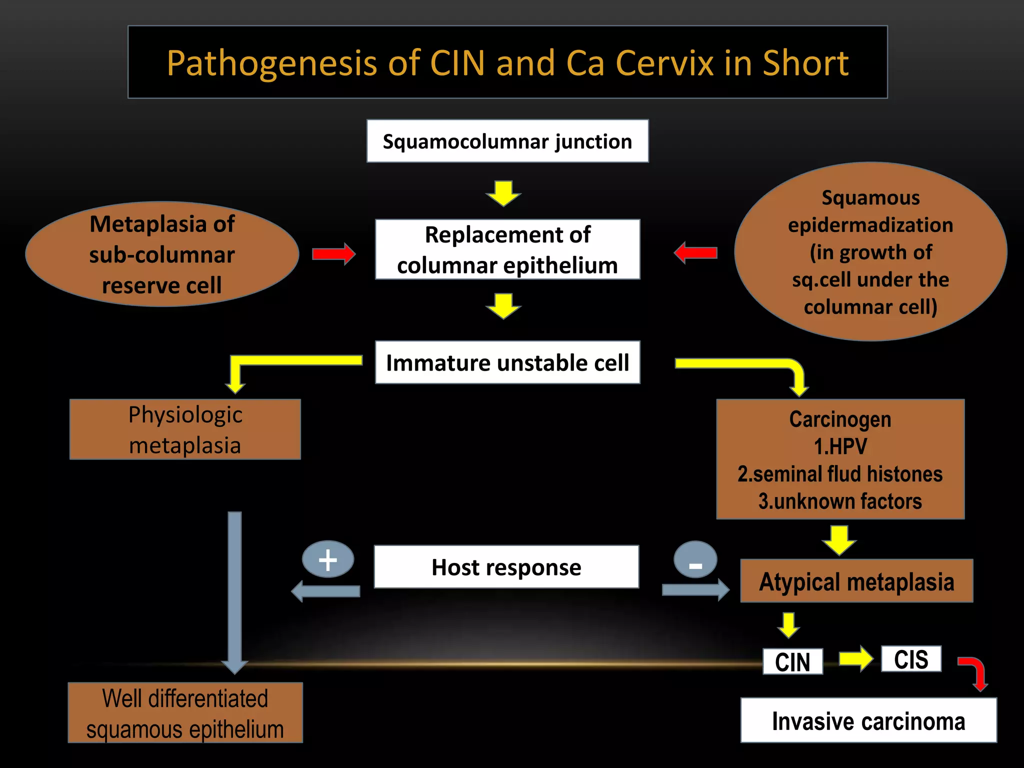 Ca cervix | PPT