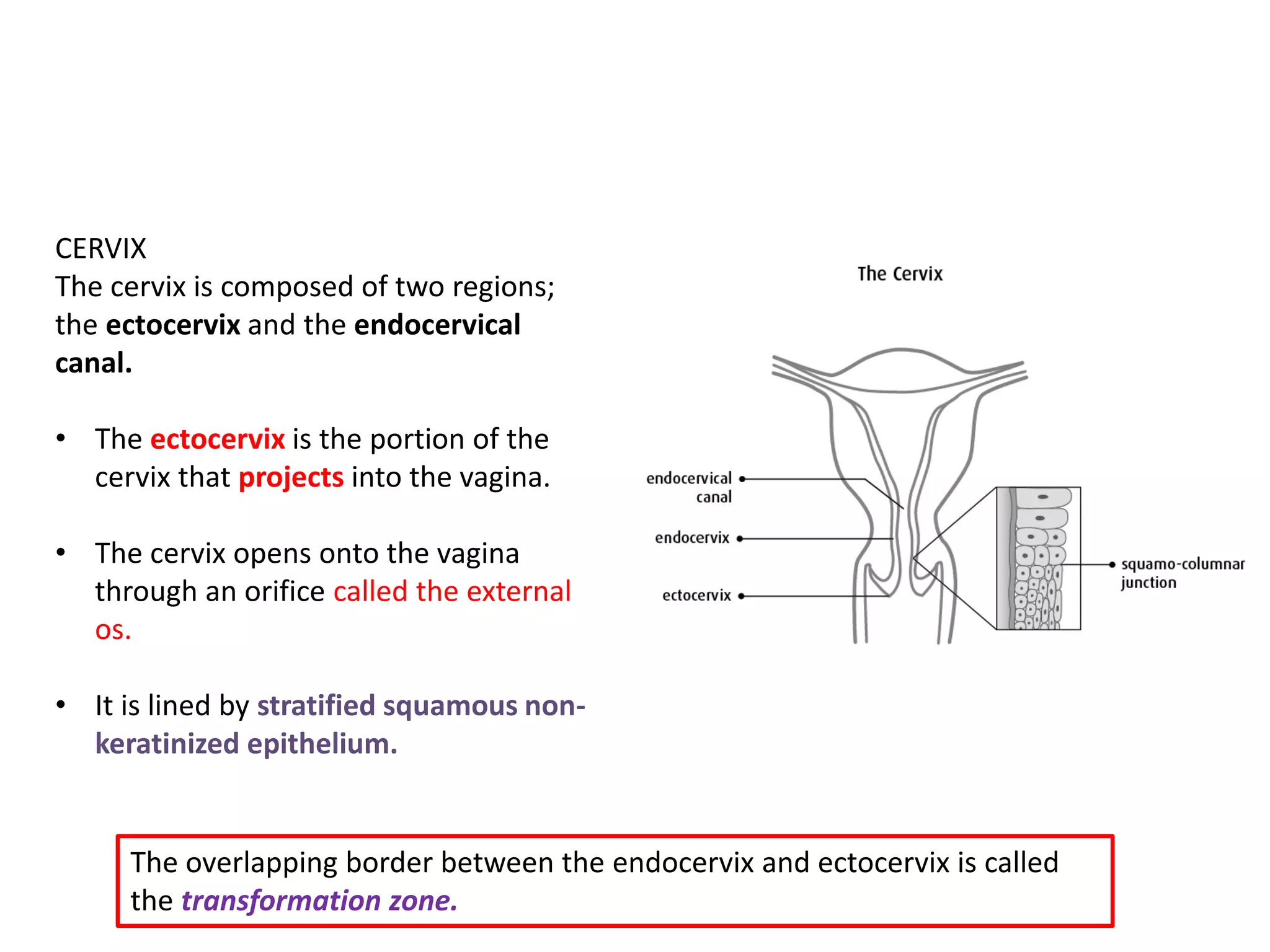 Ca cervix pre managment | PPTX