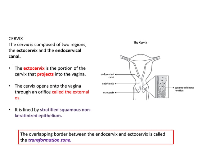 Ca cervix pre managment | PPT
