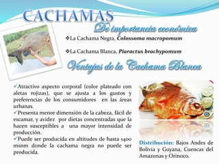 Cachamas | PDF