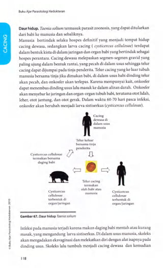 Cacing | PDF