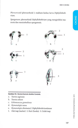 Cacing | PDF