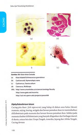 Cacing | PDF