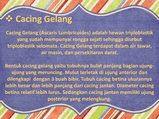 Cacing Gelang | PPTX