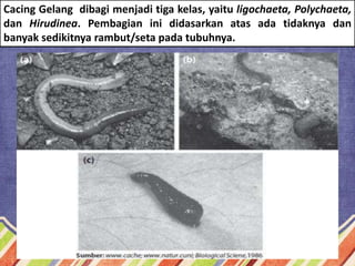 Cacing Gelang | PPT
