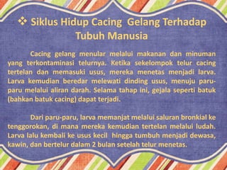 Cacing Gelang | PPTX